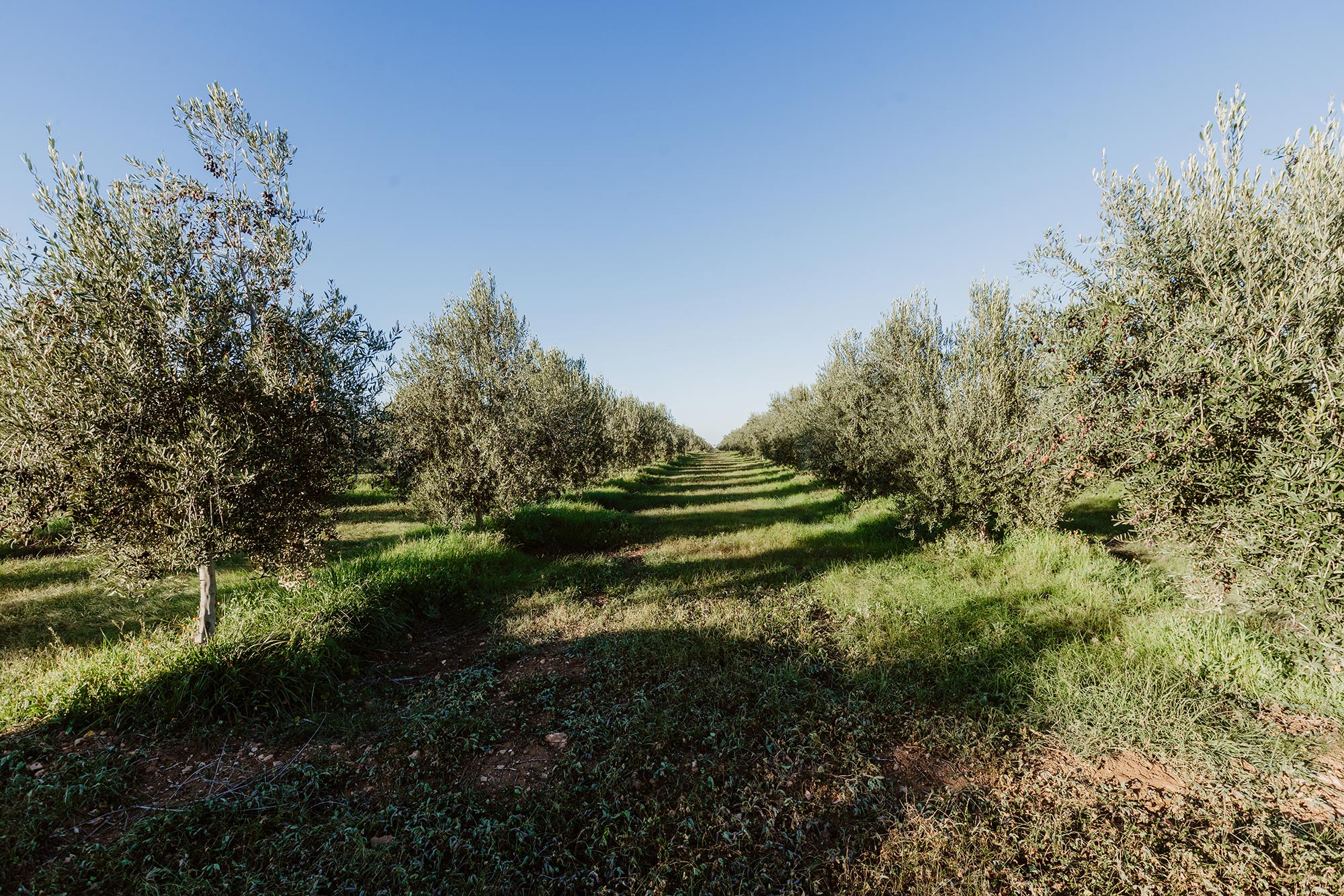 ZOUITINA – The Best Olive Oil